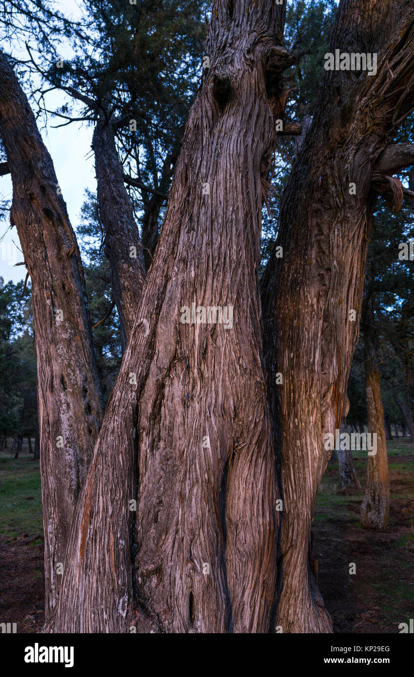 SABINA - SPANISH JUNIPER (Juniperus thurifera), Sabinar de Calatañazor ...