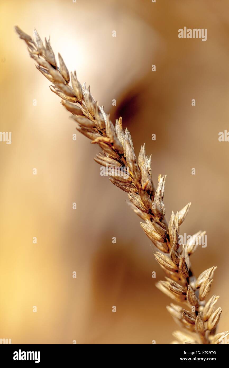 Wheat Spike High Resolution Stock Photography and Images - Alamy