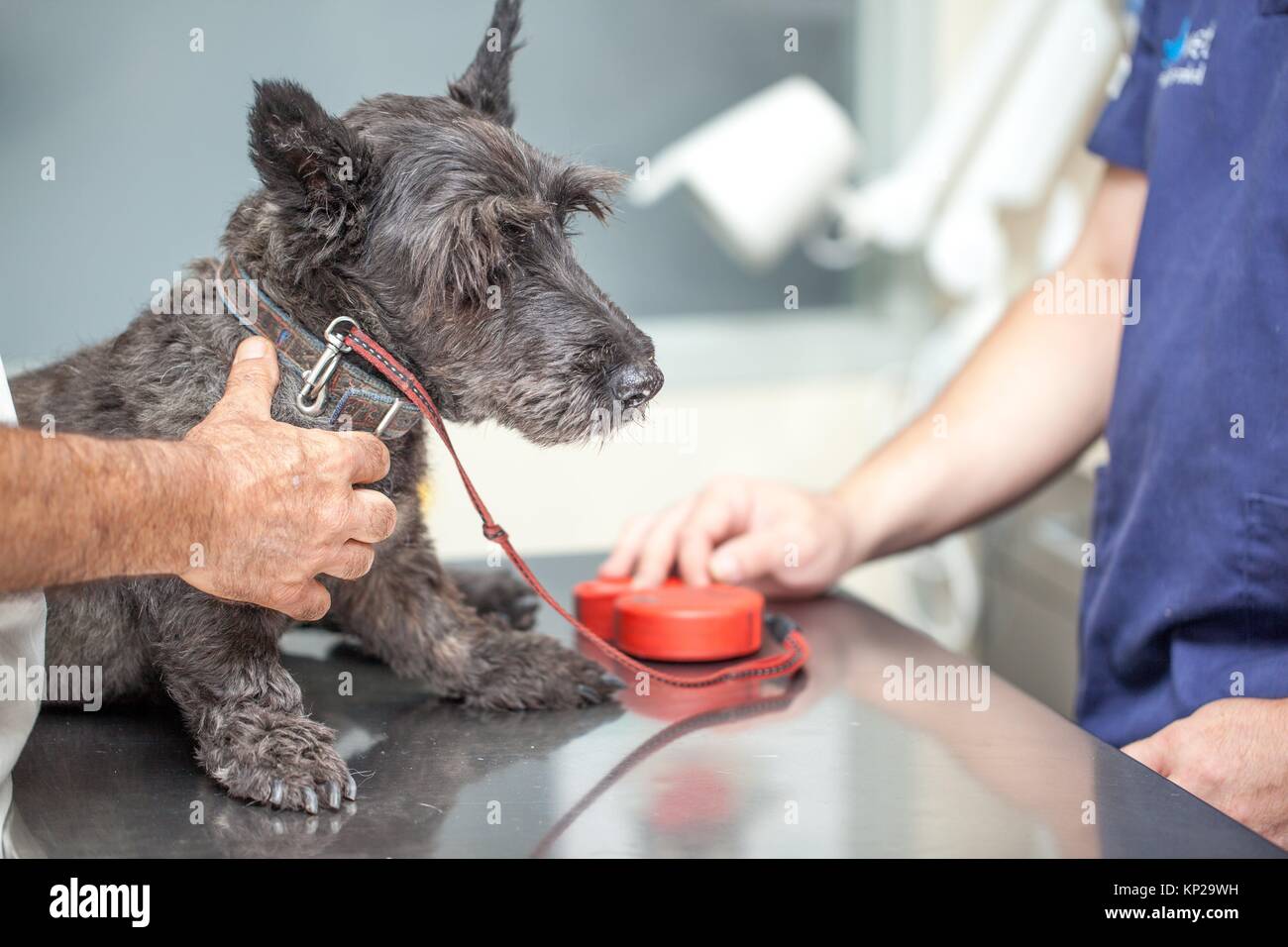 dog at the vet´s undergoing a medical check Stock Photo - Alamy