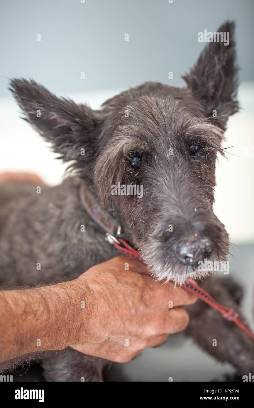 Dog health check hi-res stock photography and images - Alamy