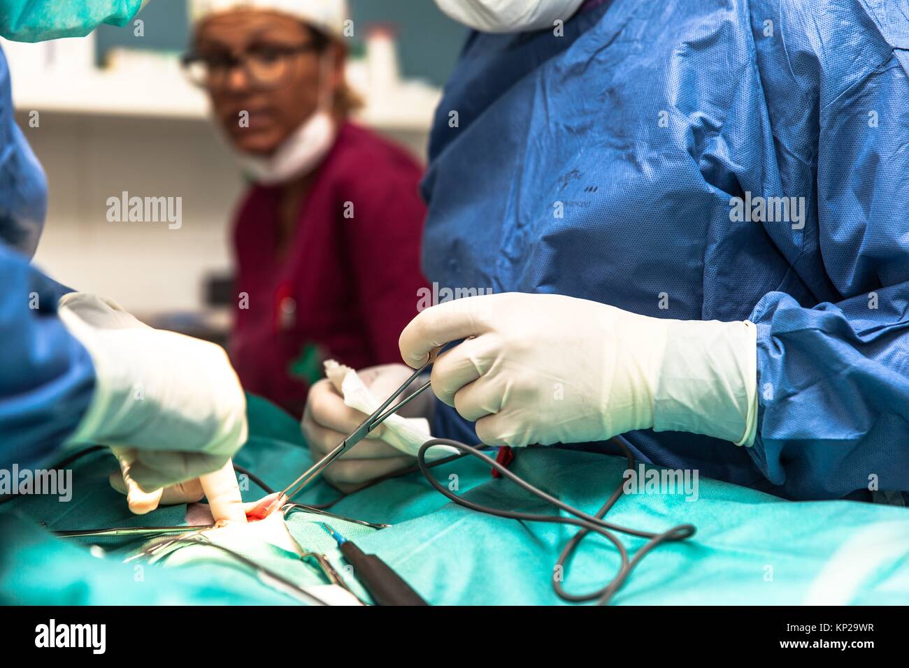 Vet surgery hi-res stock photography and images - Alamy