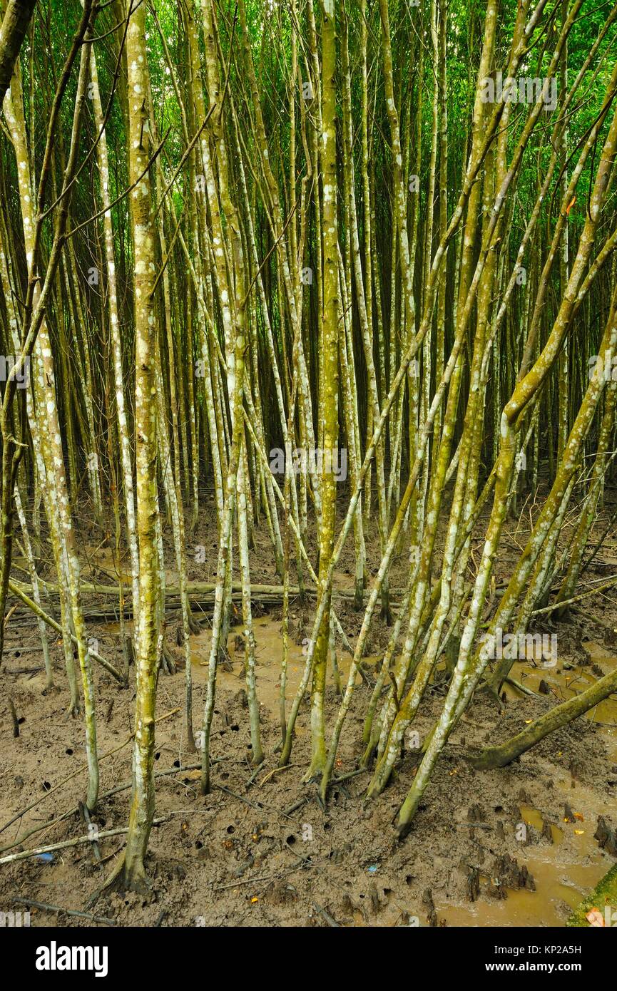 Rhizophoraceae hi-res stock photography and images - Alamy
