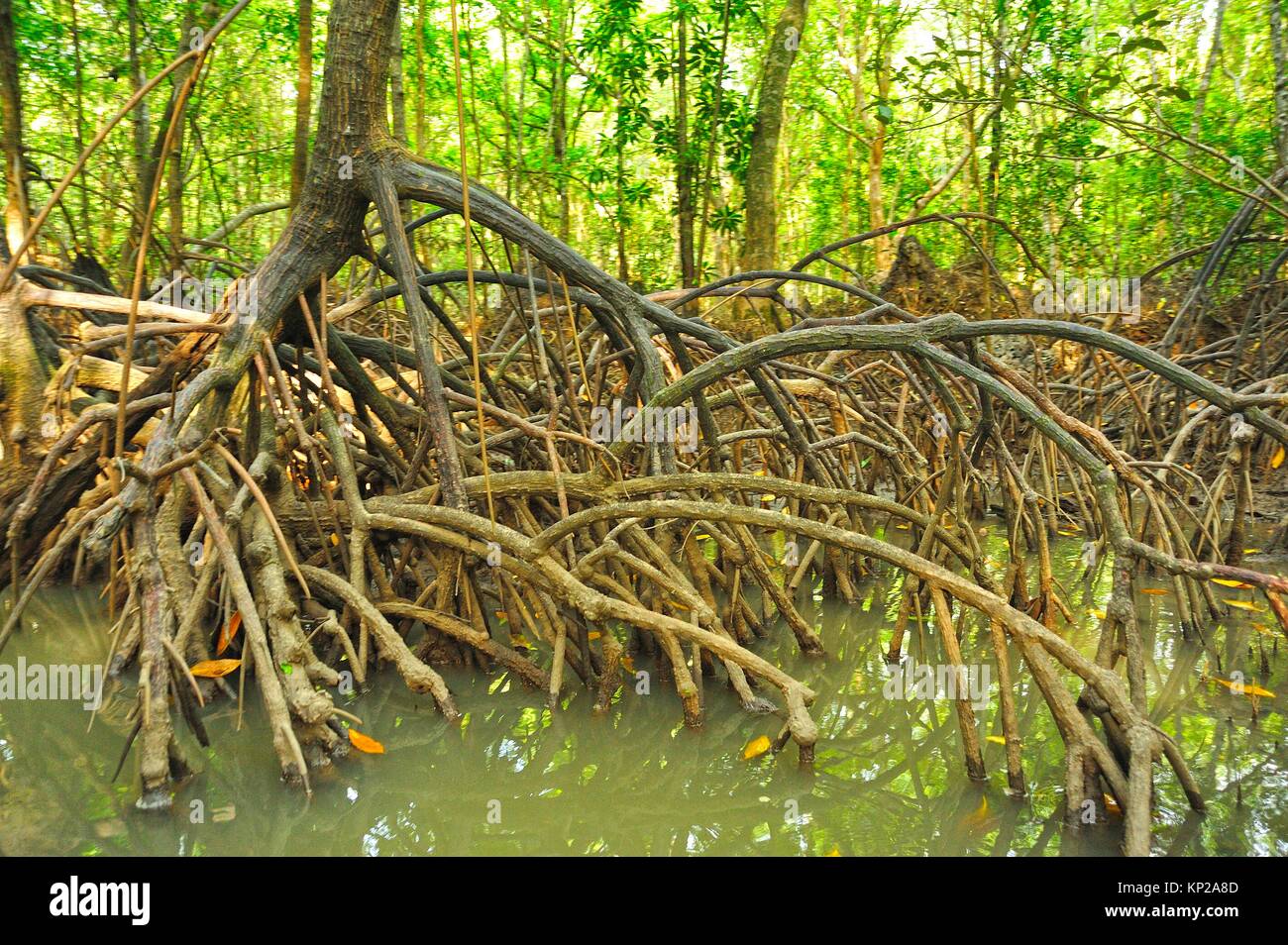 Mangrove Swamp Stock Photos & Mangrove Swamp Stock Images - Alamy