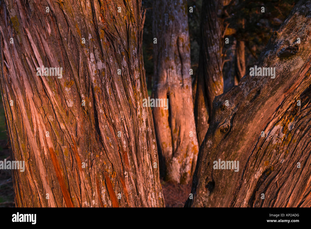 SABINA - SPANISH JUNIPER (Juniperus thurifera), Sabinar de Calatañazor ...