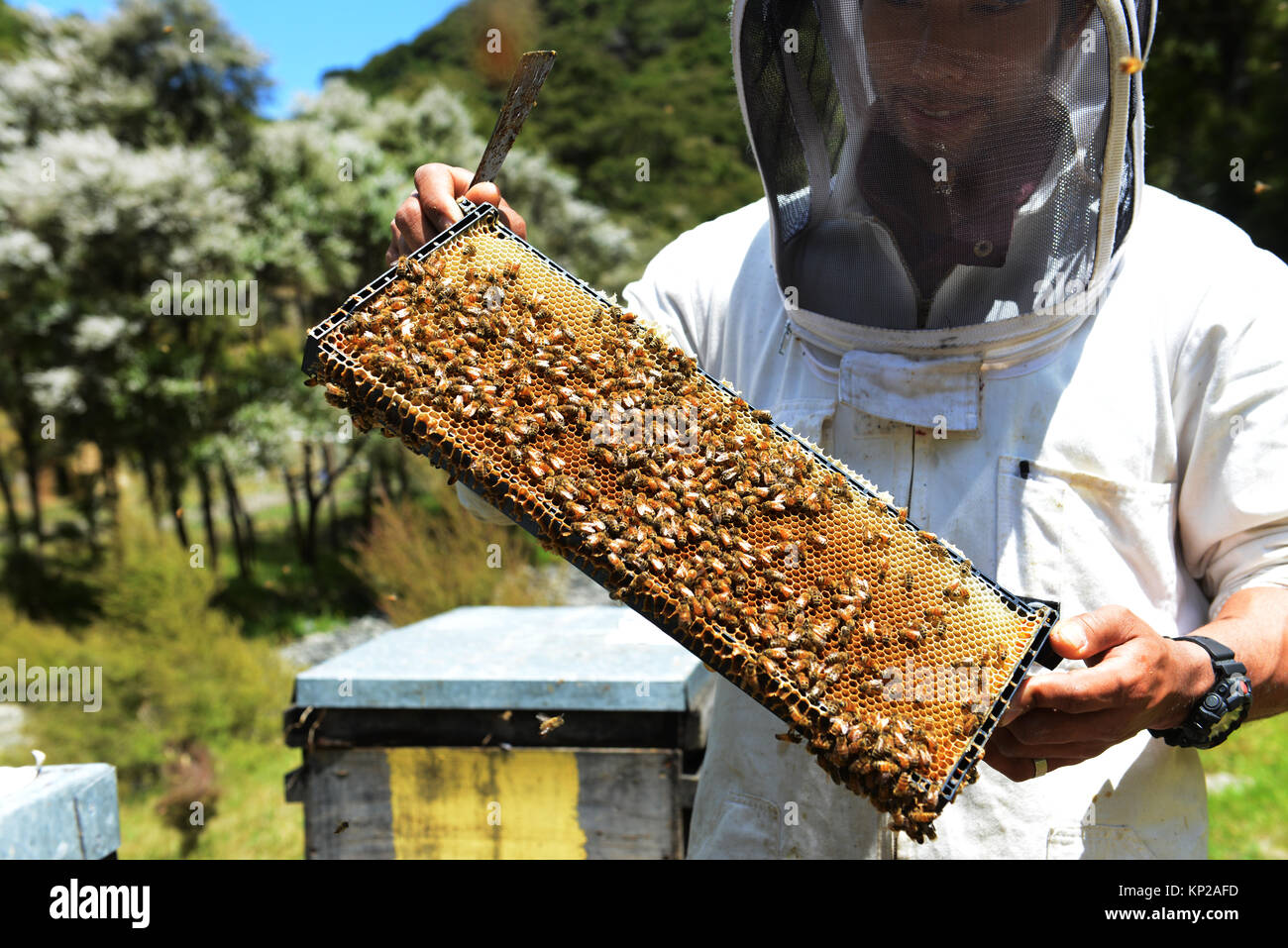 Manuka honey beekeepers from the Steens Manuka company checking on the ...