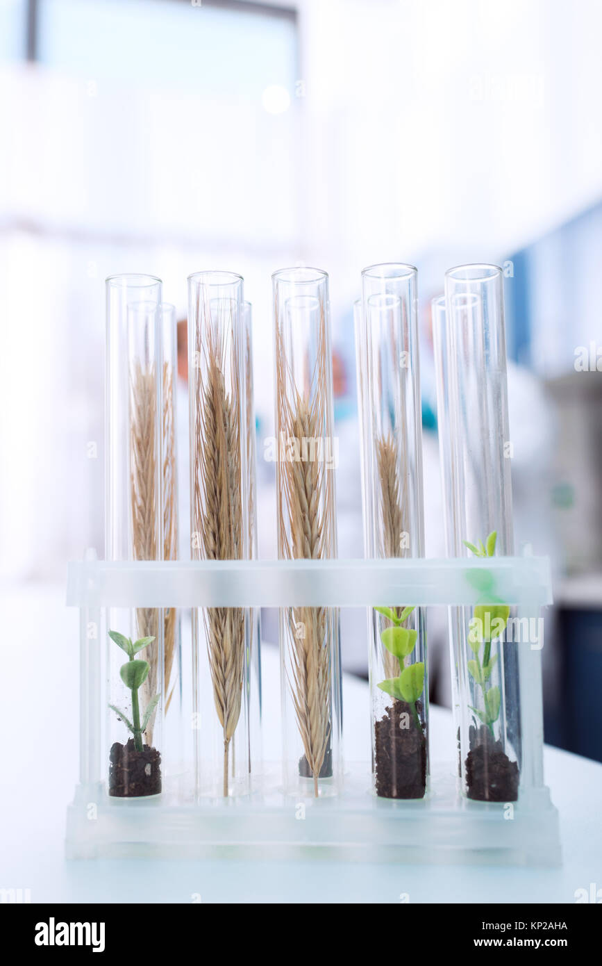 Test tubes in chemical laboratory Stock Photo - Alamy