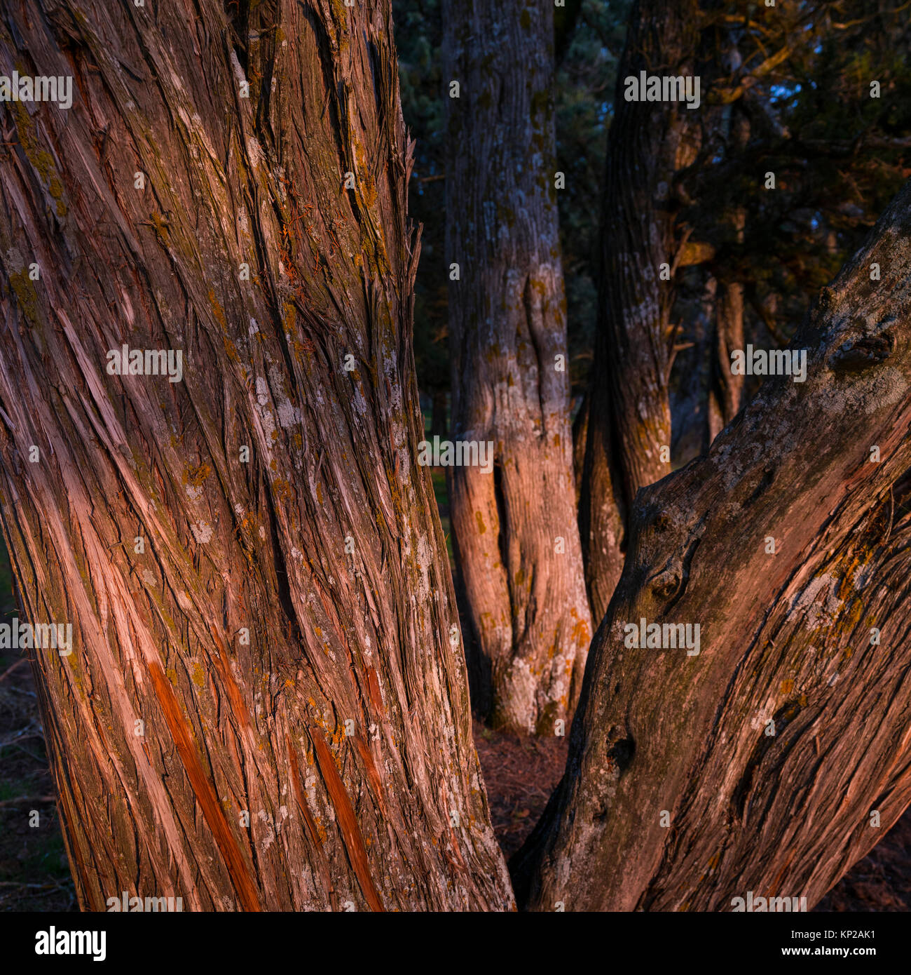 SABINA - SPANISH JUNIPER (Juniperus thurifera), Sabinar de Calatañazor ...