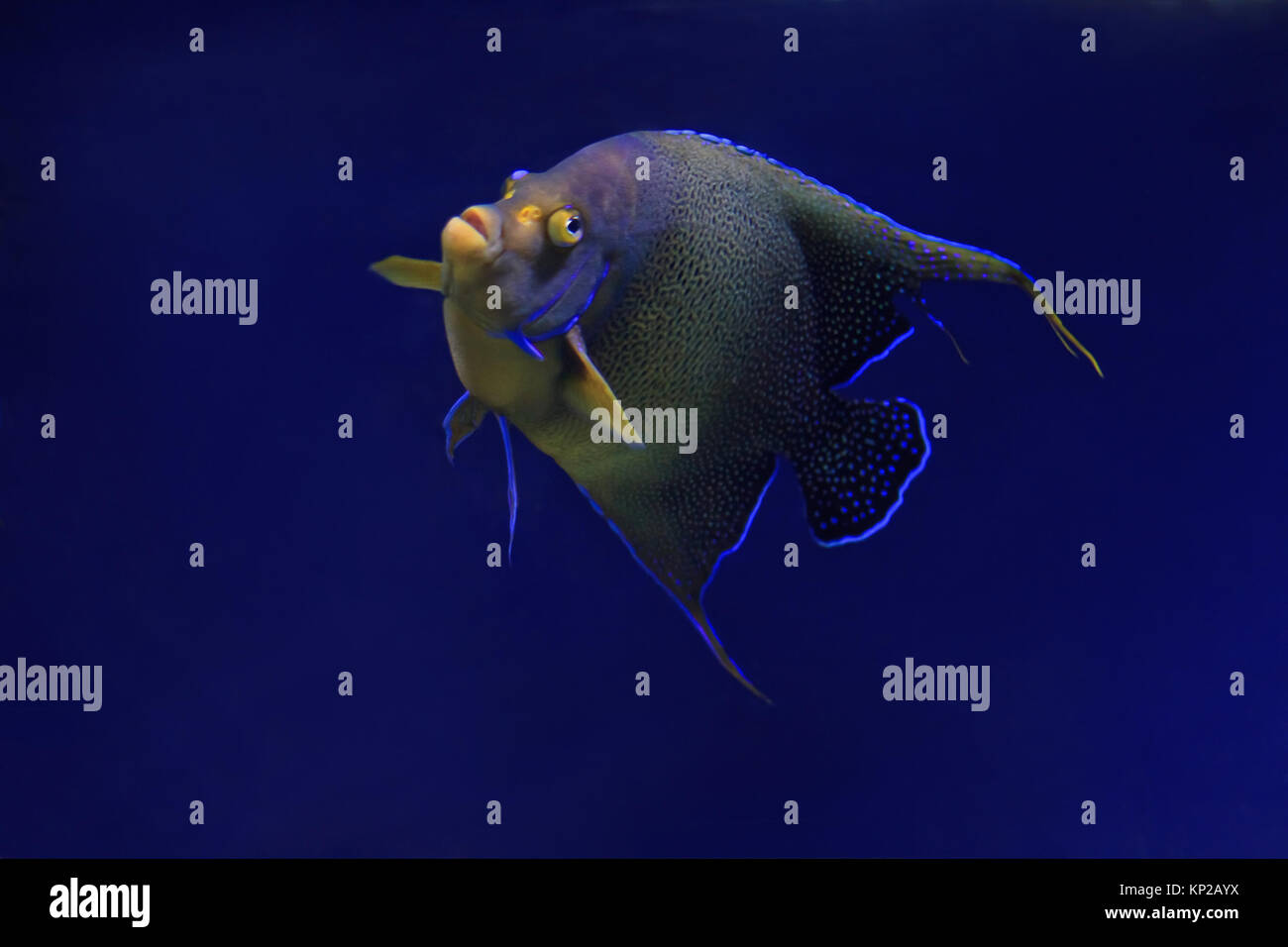 tropical Fish on a coral reef Stock Photo - Alamy