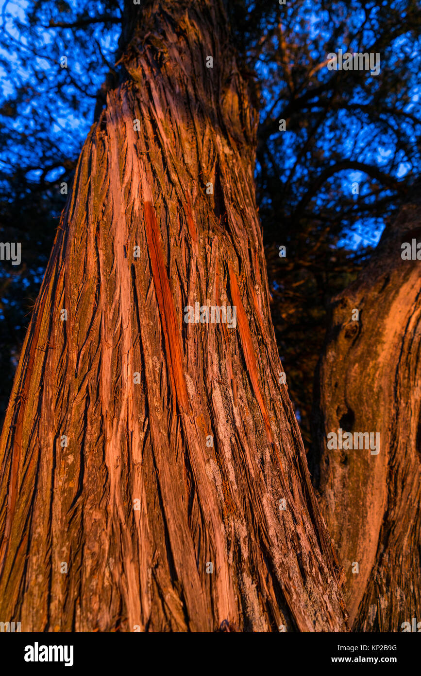 SABINA - SPANISH JUNIPER (Juniperus thurifera), Sabinar de Calatañazor ...