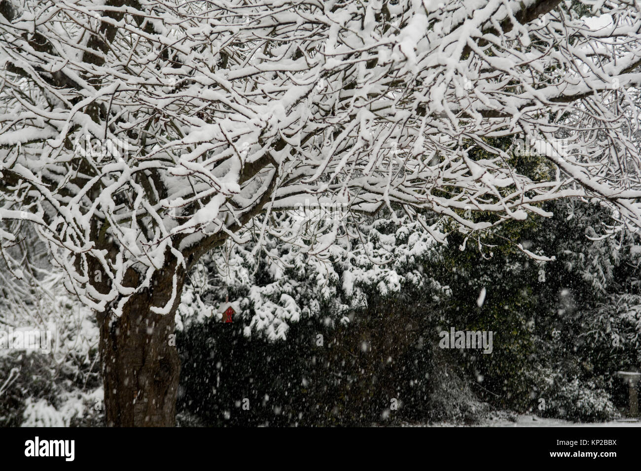Snow landscape of snow falling over branches of a tree Stock Photo - Alamy