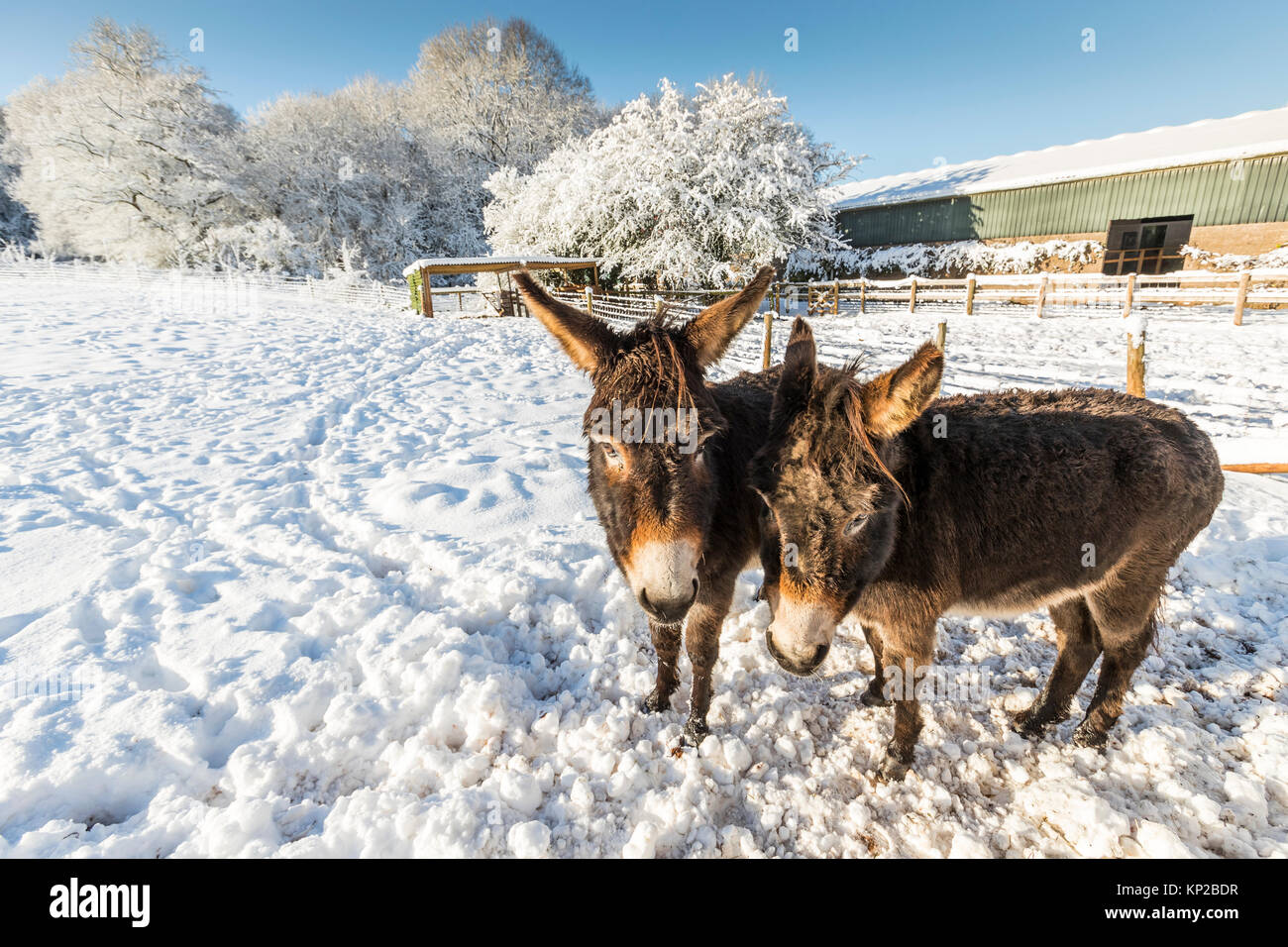 Donkeys snow hi-res stock photography and images - Alamy