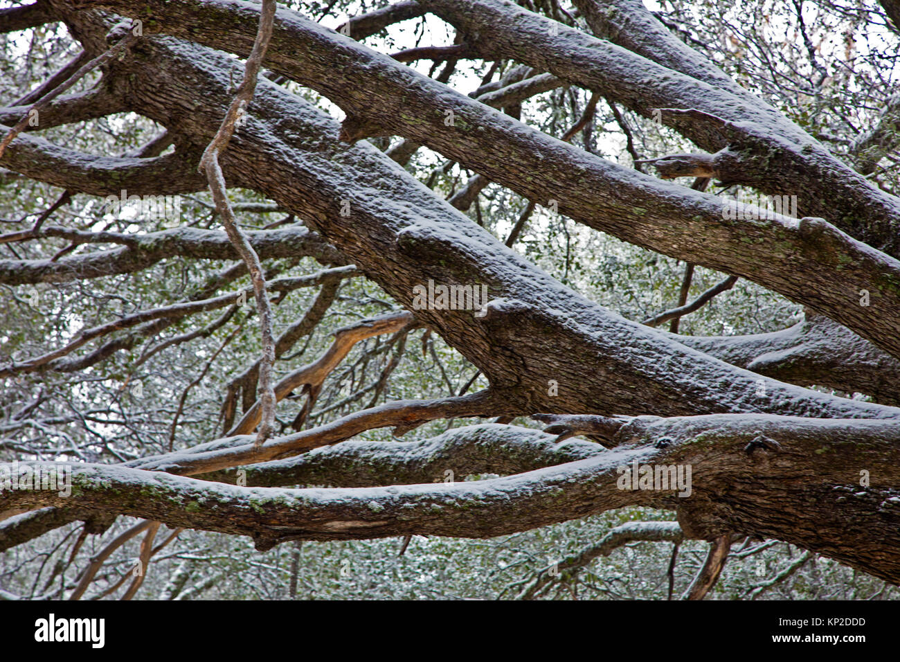 A snow covered tree on CHEWS RIDGE in LOS PADRES NATIONAL FOREST ...