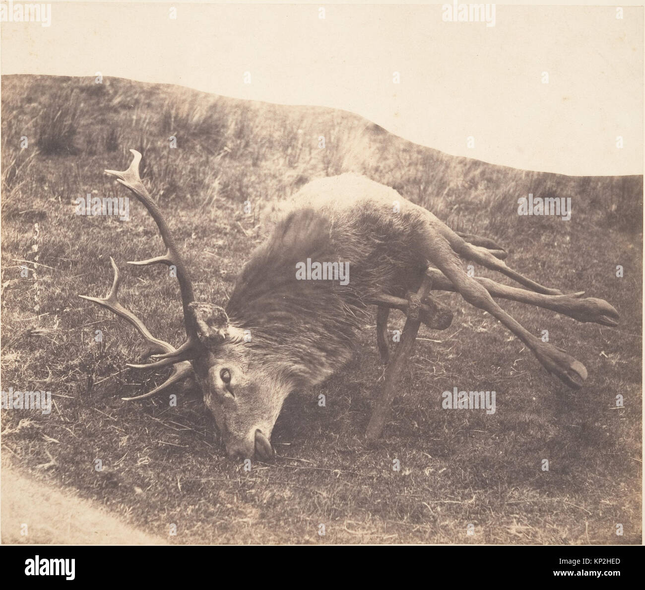 Photograph of a stag hunting scene with a hunter in woodland ...