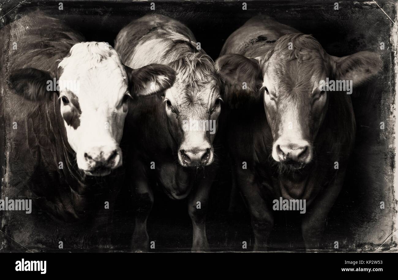 Portrait cattle hi-res stock photography and images - Alamy