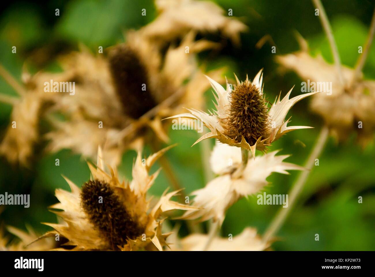 Sere plant. Botanical garden in Zurich. Switzerland Stock Photo - Alamy