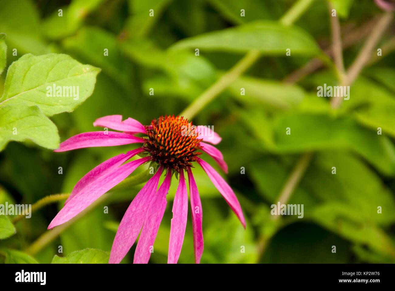Purple flower. Botanical garden in Zurich. Switzerland Stock Photo - Alamy