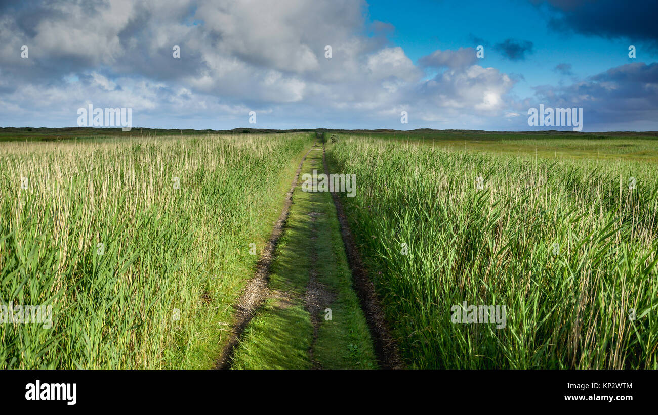 Path between 2 wheat fields Stock Photo - Alamy