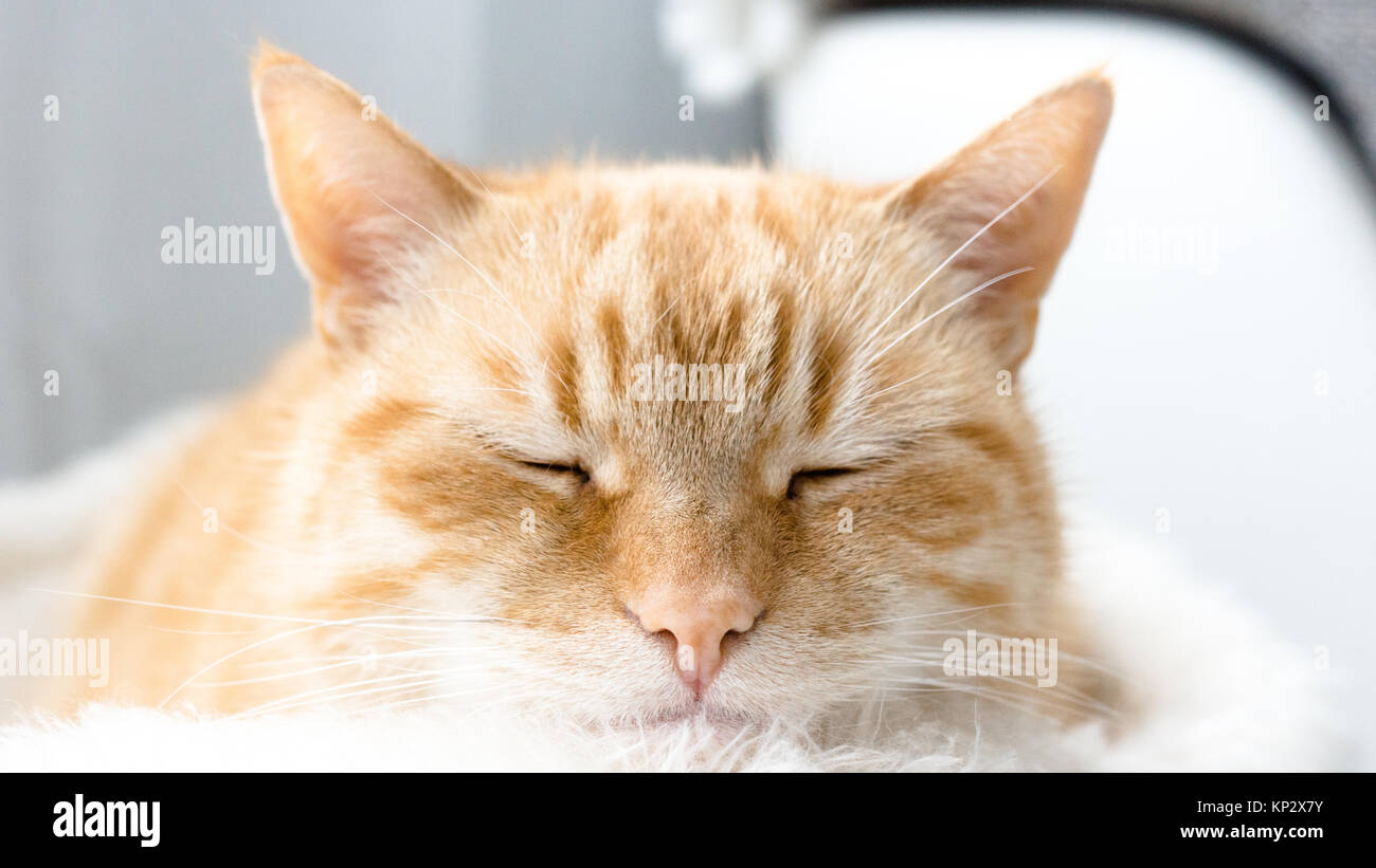 Red sleeping cat Stock Photo - Alamy