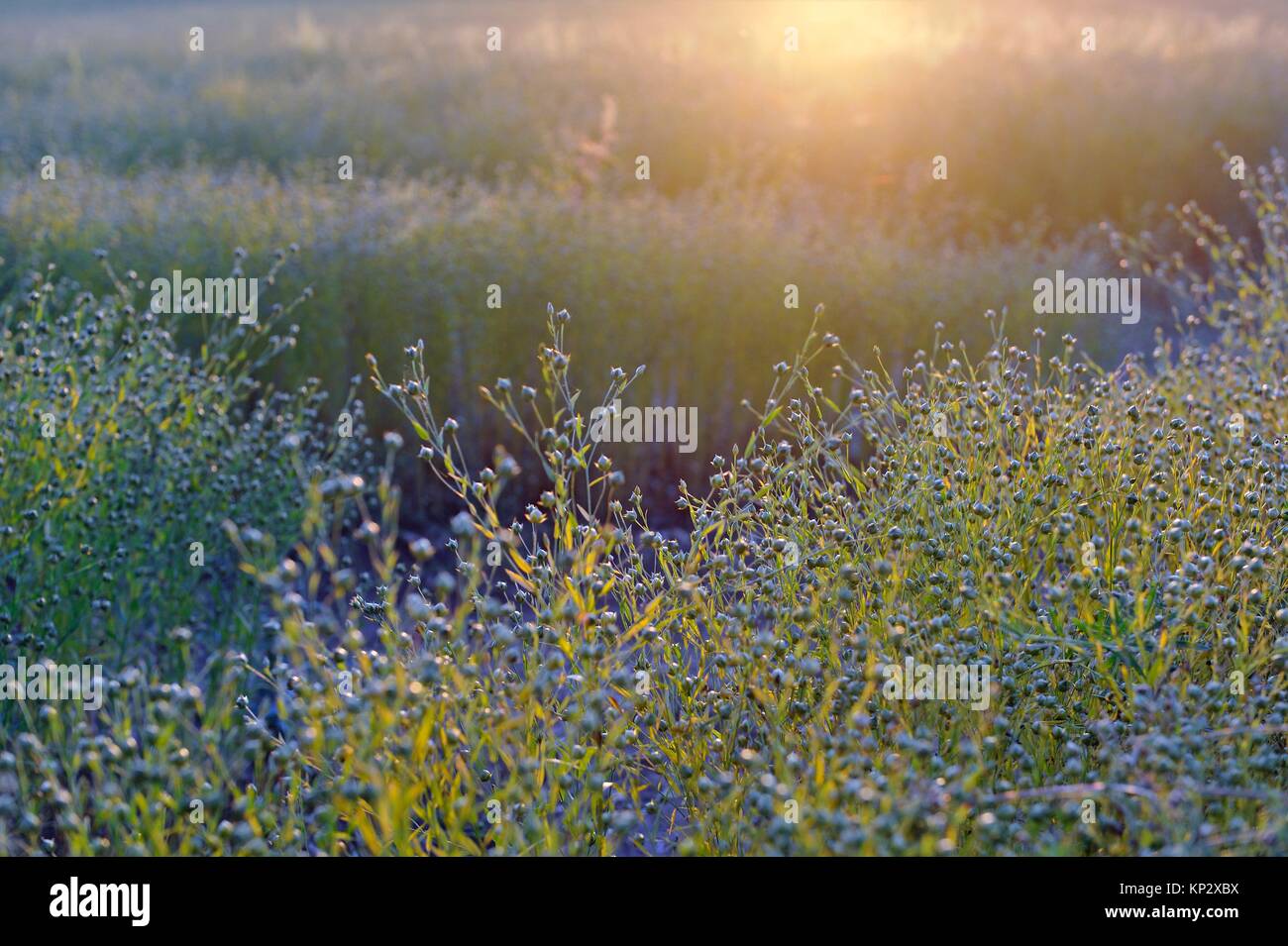 Mature flax hi-res stock photography and images - Alamy