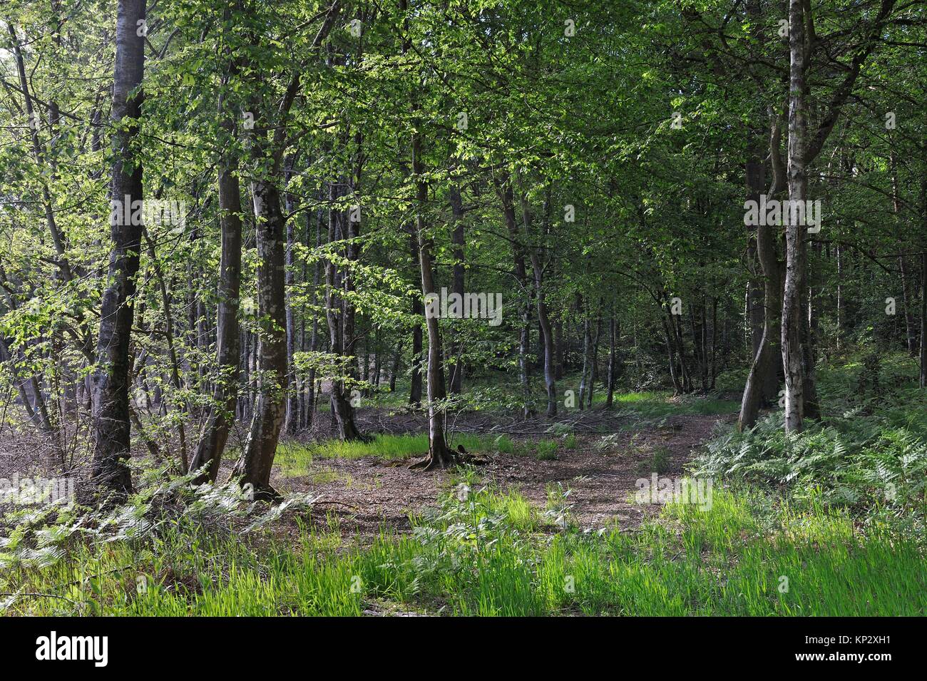 Parc De Rambouillet Stock Photos & Parc De Rambouillet Stock Images - Alamy