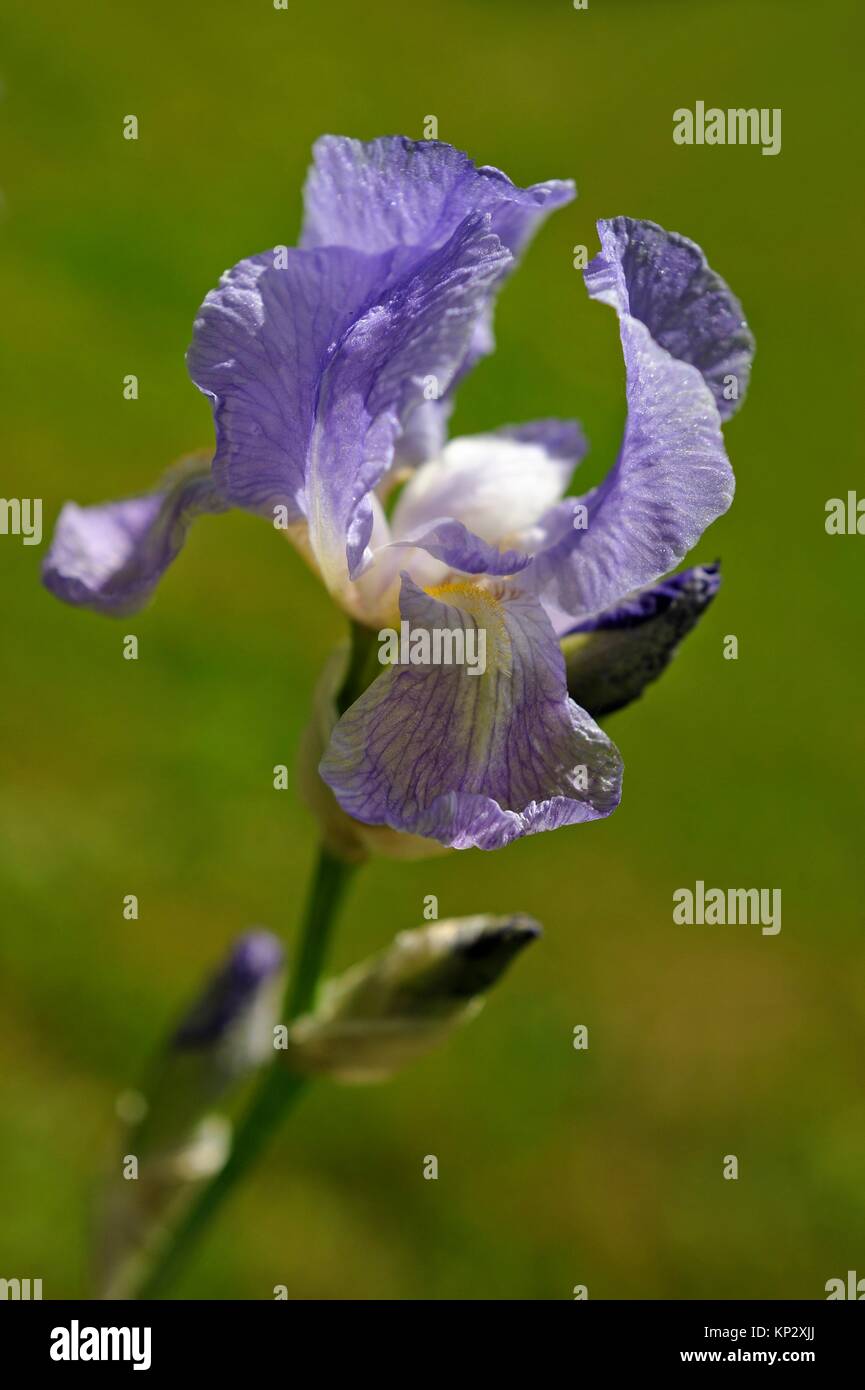 Sweet iris hi-res stock photography and images - Alamy