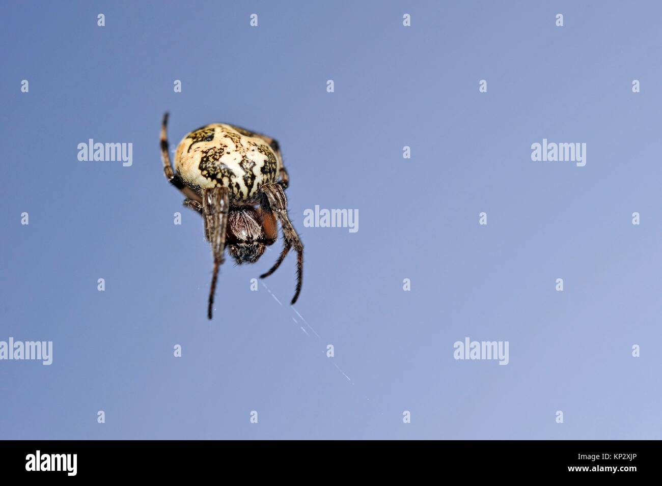 Furrow Spider High Resolution Stock Photography and Images - Alamy