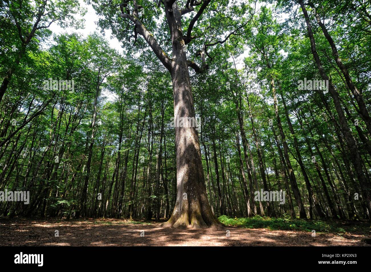 Auvergne france forest hi-res stock photography and images - Alamy