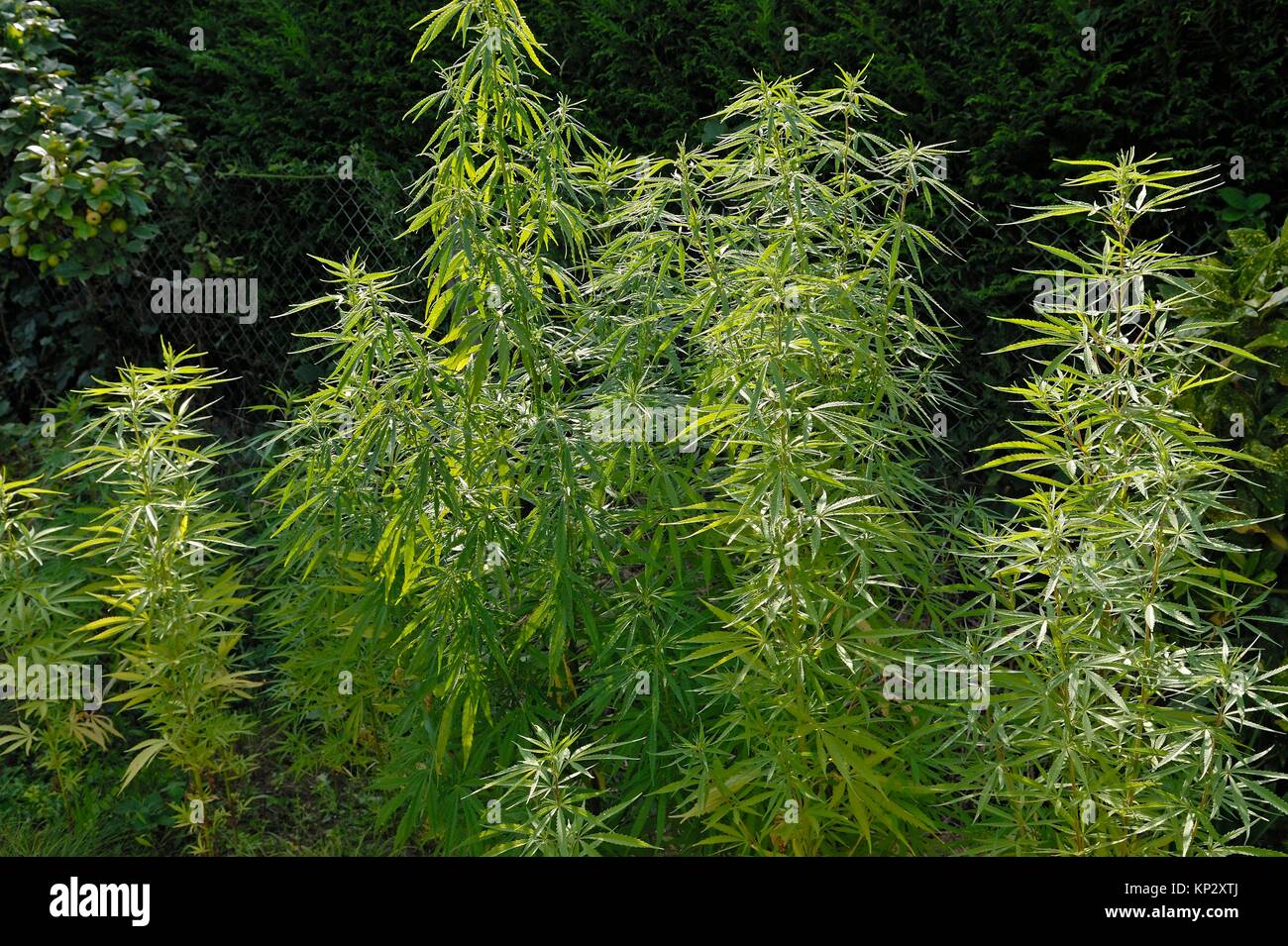 Cannabis sativa hi-res stock photography and images - Alamy