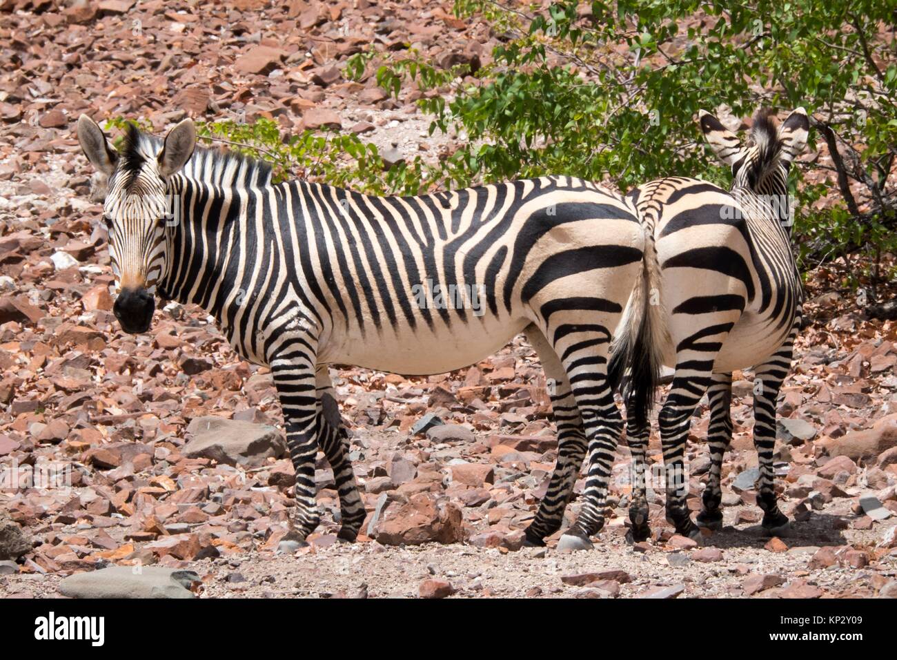 Zebra namibia hi-res stock photography and images - Alamy