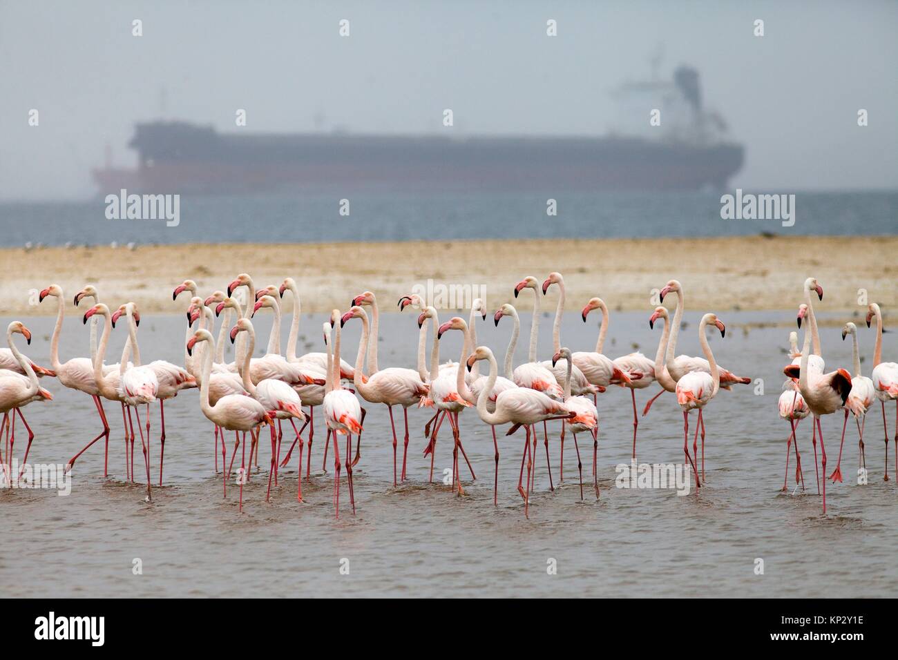 Walvis Bay Pink Flamingos Flamingo Namibia Stock Photos & Walvis Bay ...