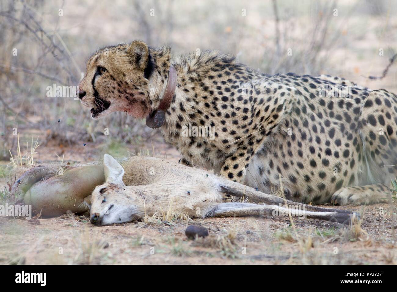 Cheetah prey hi-res stock photography and images - Alamy