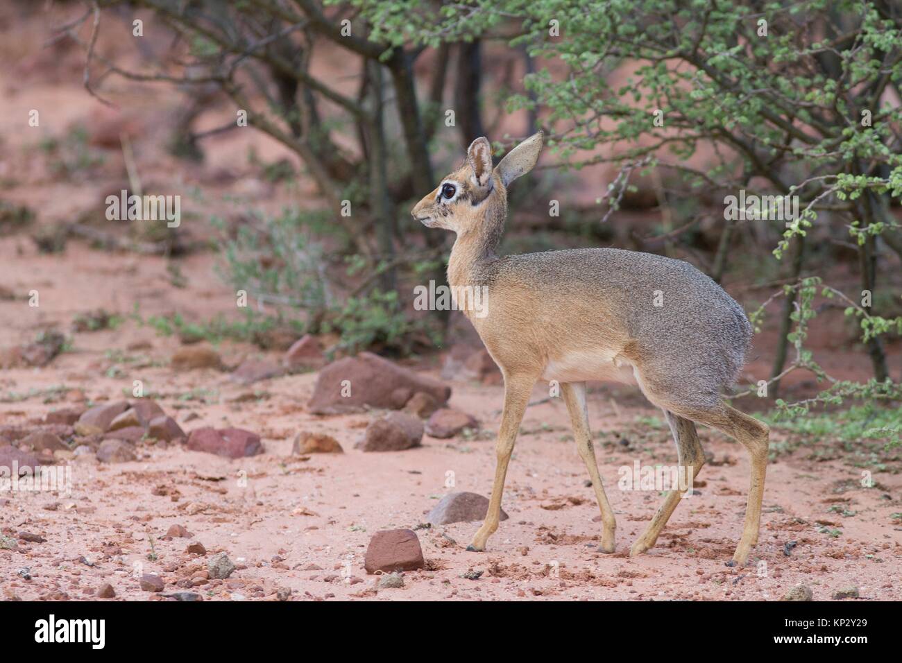 Madoqua kirkii hi-res stock photography and images - Alamy