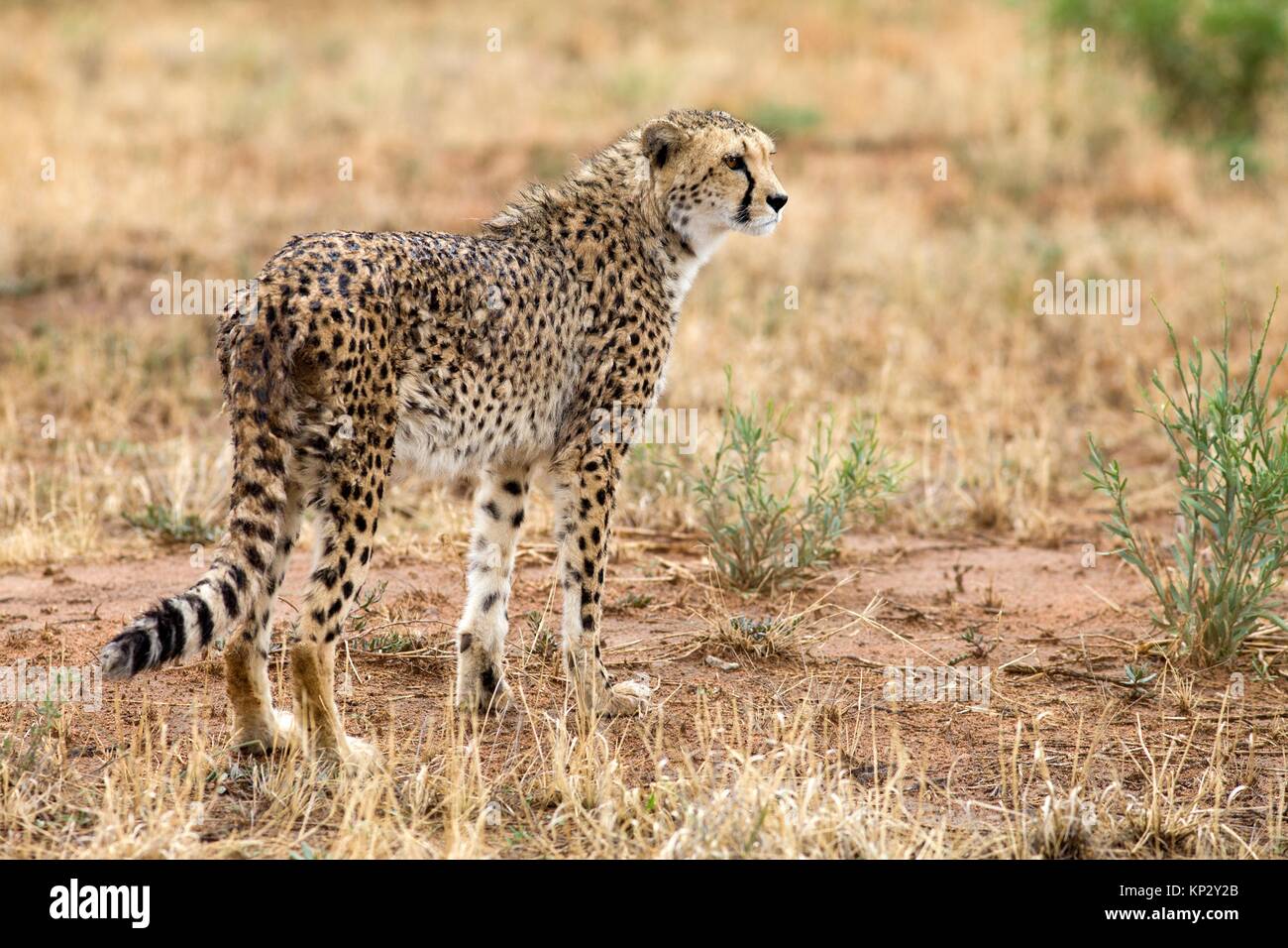Standing cheetah hi-res stock photography and images - Alamy