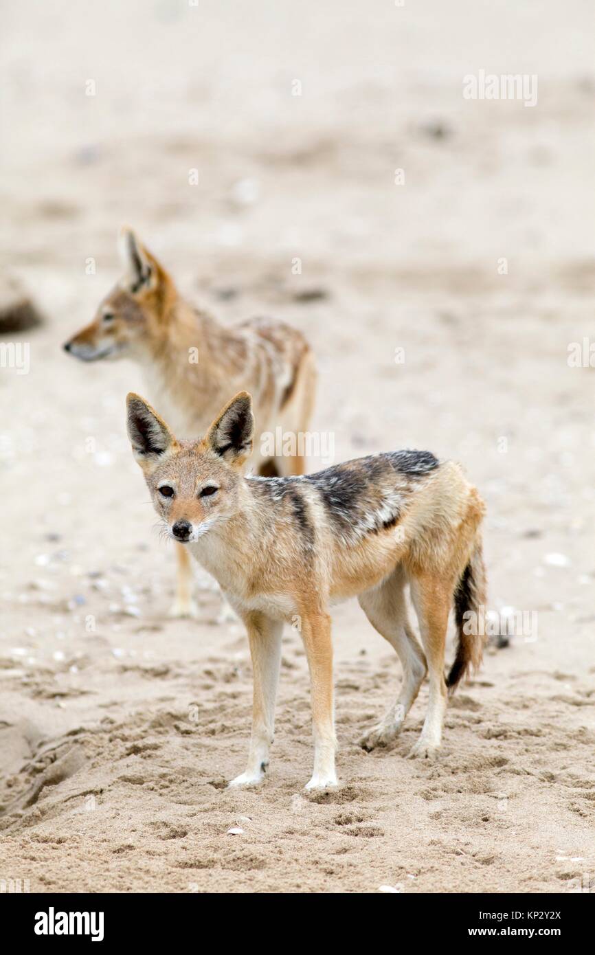 Jackals hi-res stock photography and images - Alamy