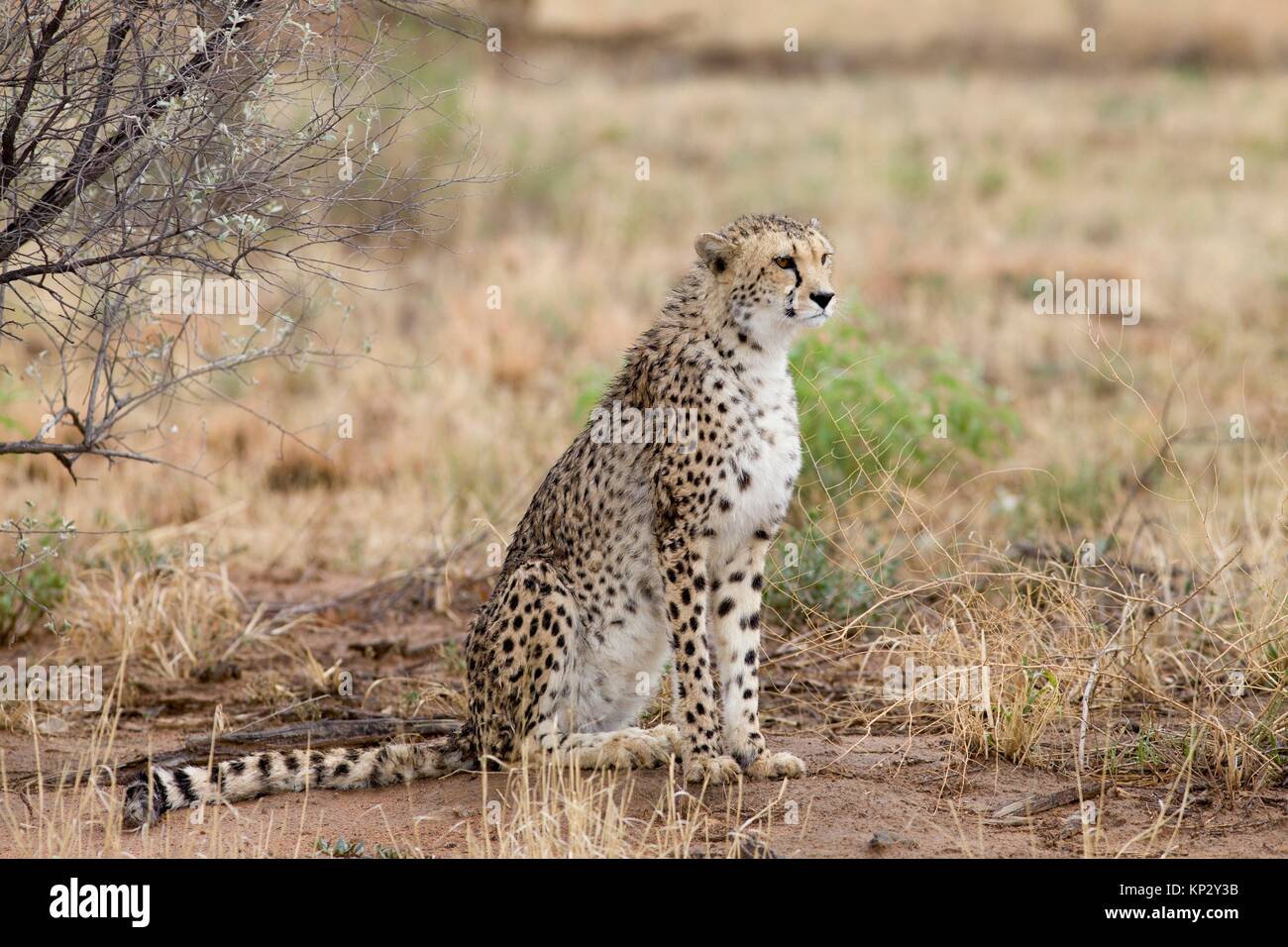 A sitting cheetah Stock Photo - Alamy