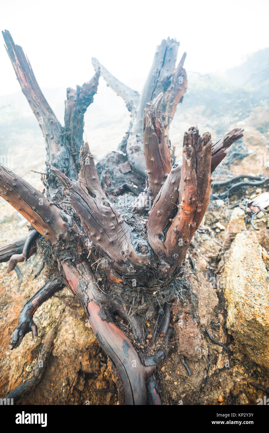 Dead trees in Volcano Ijen in Java, Indonesia Stock Photo - Alamy
