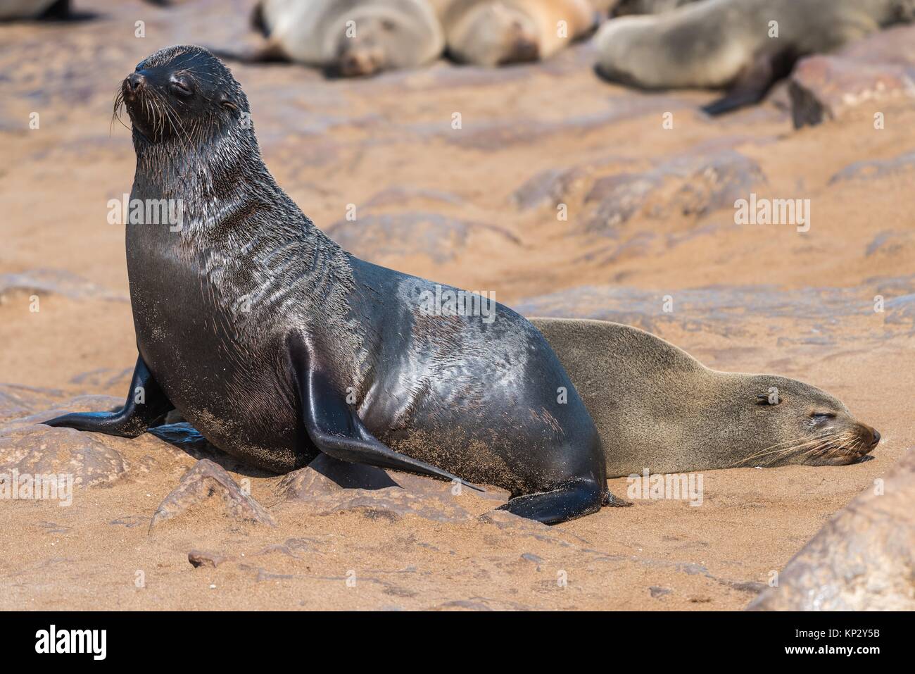 Cape Cross Seals – Cape Cross Seal Reserve Map – VKQFHH