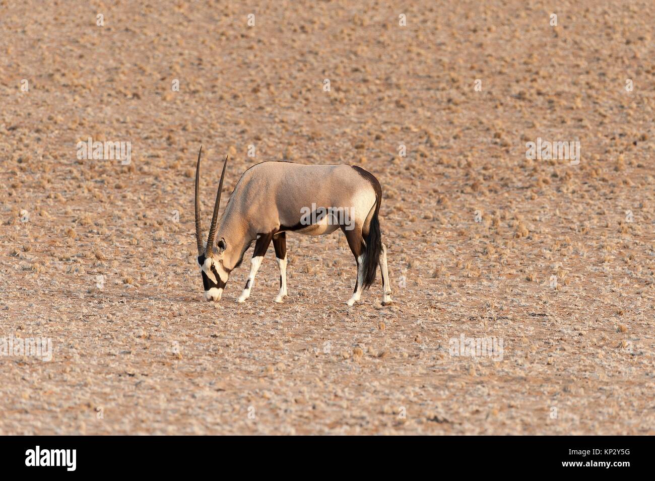 Orix gazella hi-res stock photography and images - Alamy