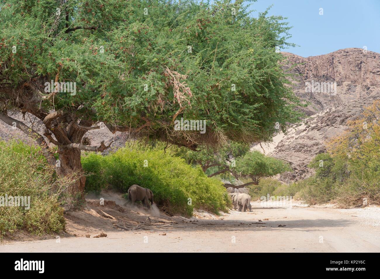 Hoanib High Resolution Stock Photography and Images - Alamy