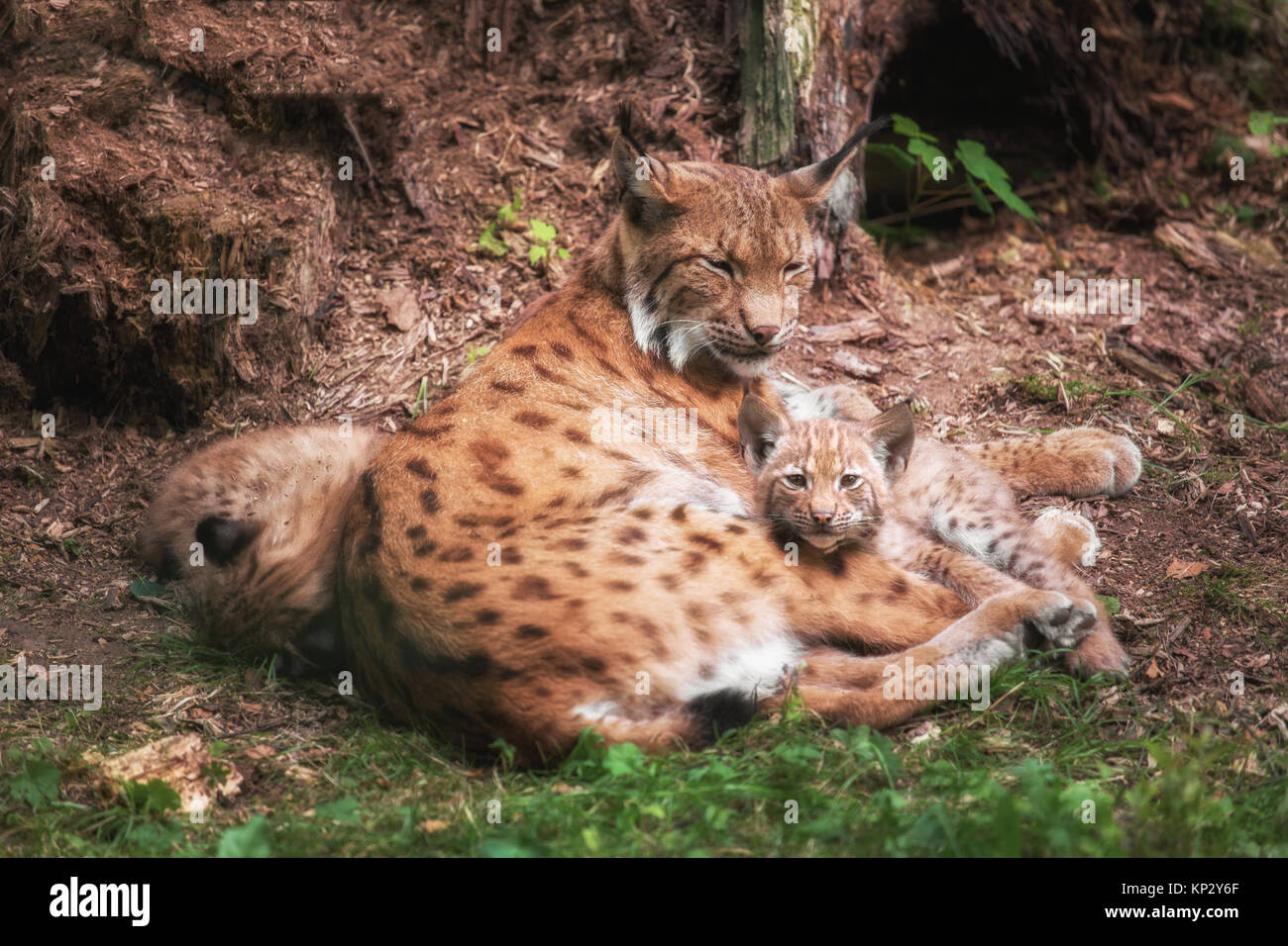 Eurasian Lynx Lynx Lynx Mother High Resolution Stock Photography and ...
