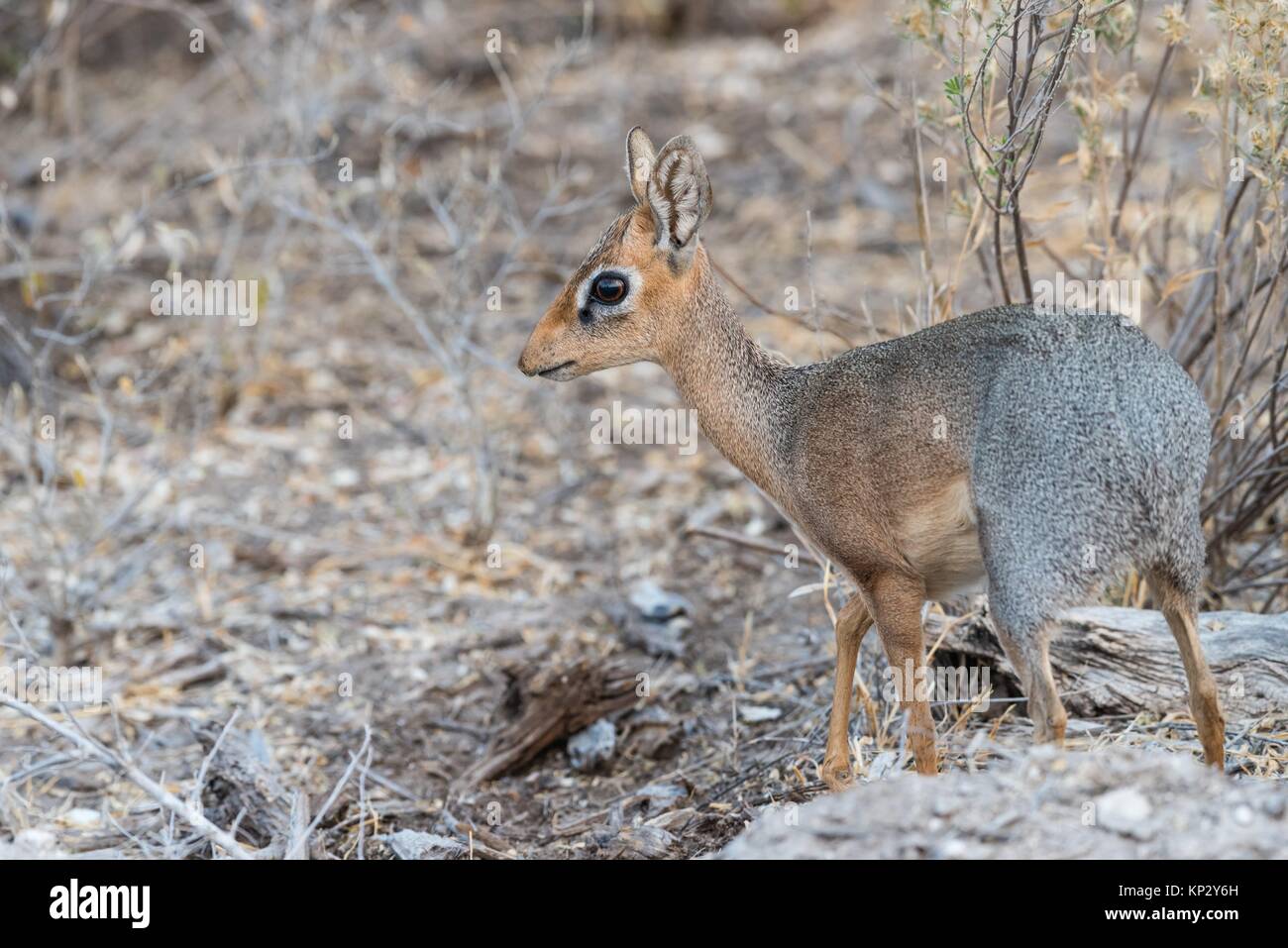 Damara dik dik namibia animal hi-res stock photography and images - Alamy