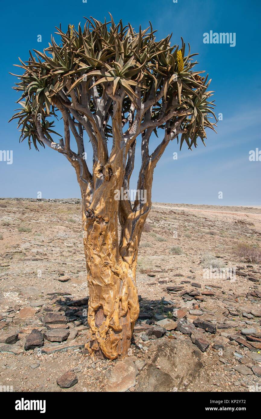 Aloe Quiver Tree High Resolution Stock Photography and Images - Alamy
