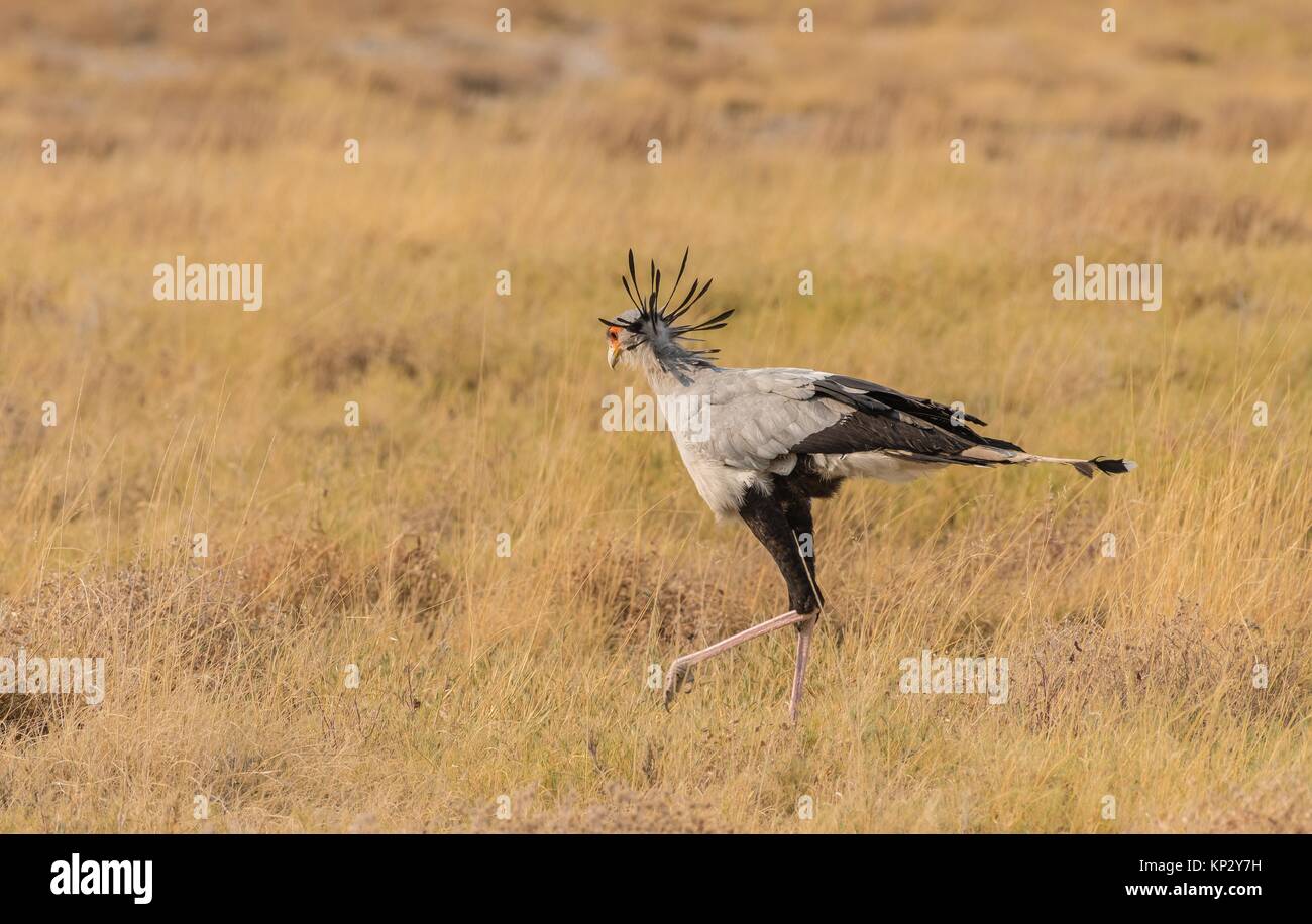 Secretary bird snake hi-res stock photography and images - Alamy