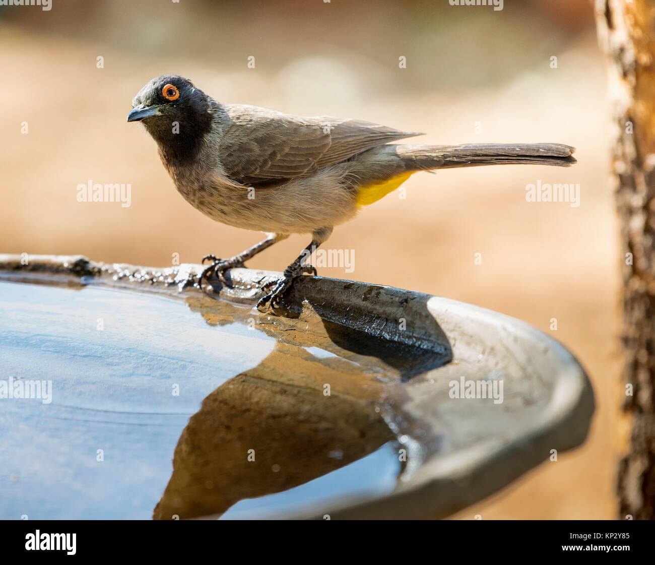 Black fronted bulbul pycnonotus nigricans hi-res stock photography and ...