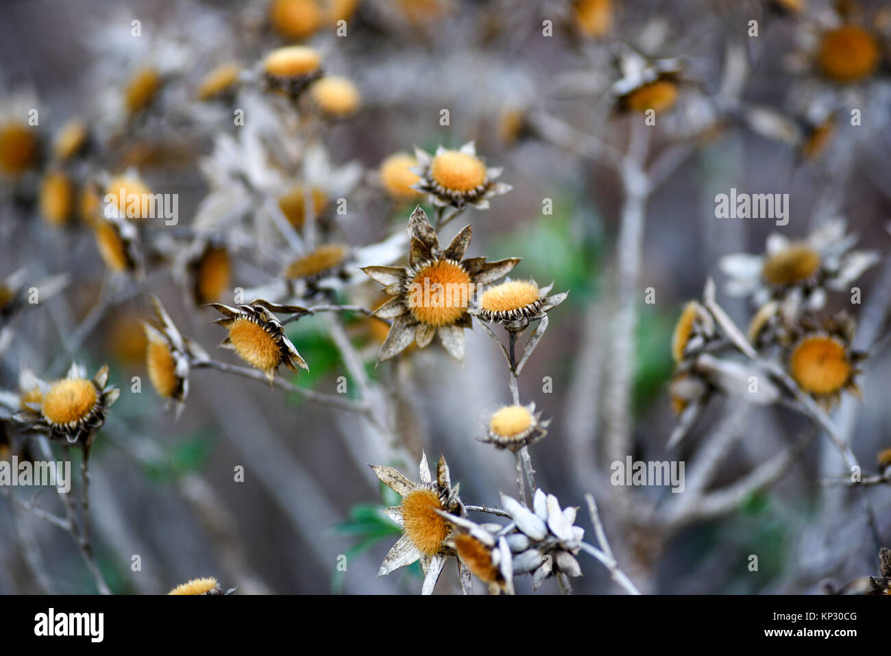 Gold coin plant hi-res stock photography and images - Alamy