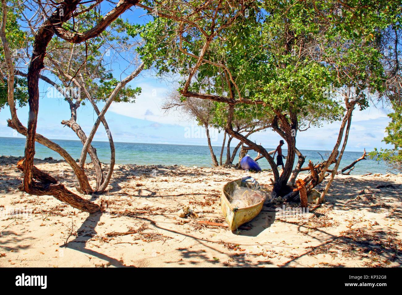 Baru tree hi-res stock photography and images - Alamy