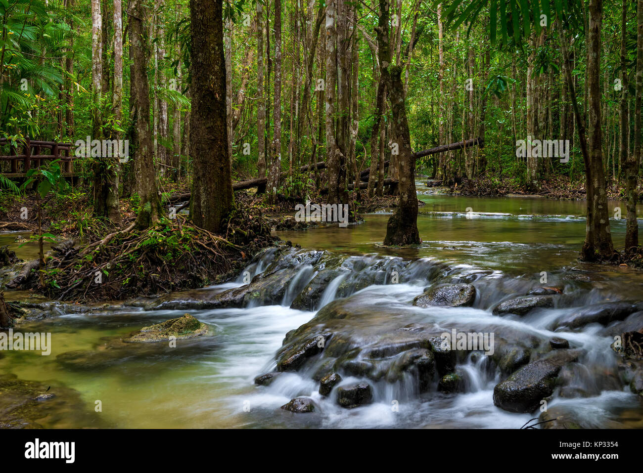 dense Thai jungle with the current river - a beautiful landscape Stock ...
