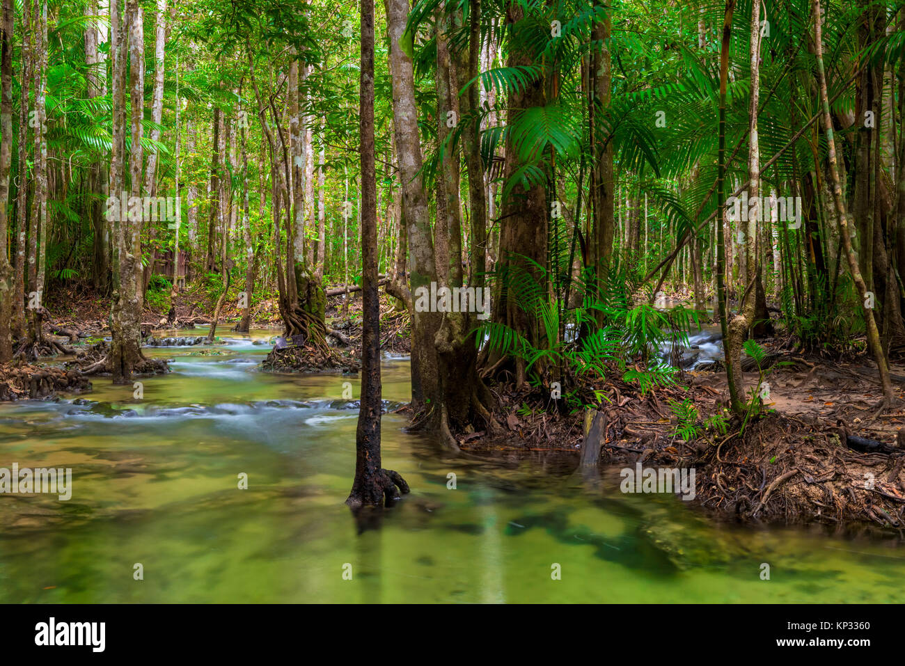 Shady jungle with a beautiful clean river in Thailand Stock Photo - Alamy