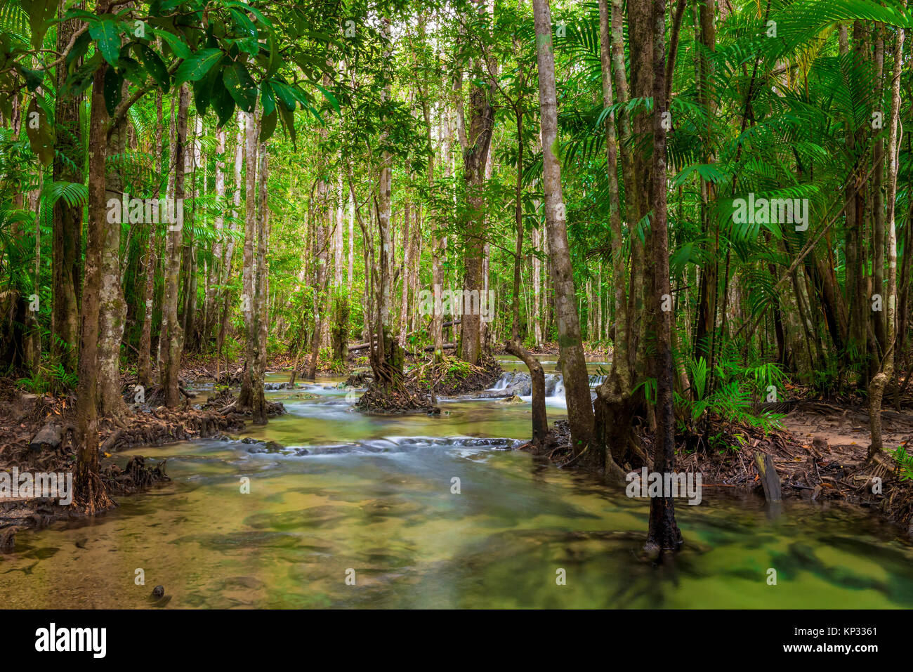 thick shady jungle asia with a clean river Stock Photo - Alamy