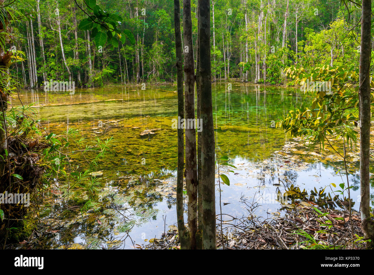 View of the swamp in the Asian wild jungle Stock Photo - Alamy